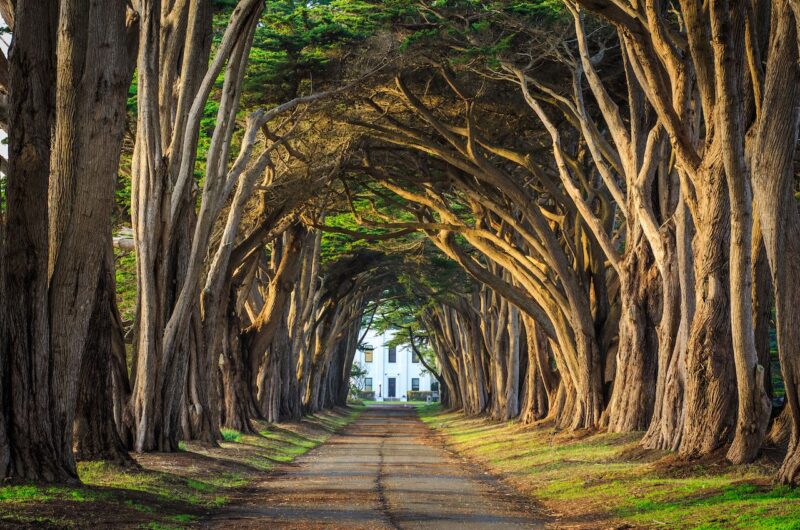 10 Amazing Tree Tunnels You Must Visit in the USA