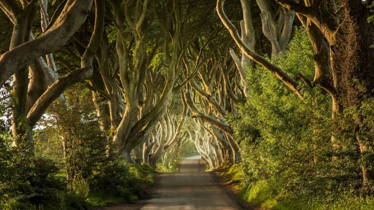 10 Amazing Tree Tunnels You Must Visit in the USA